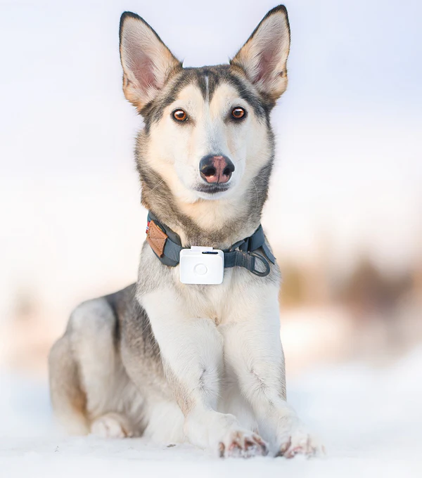 Lilbit Lildog GPS | PetXL