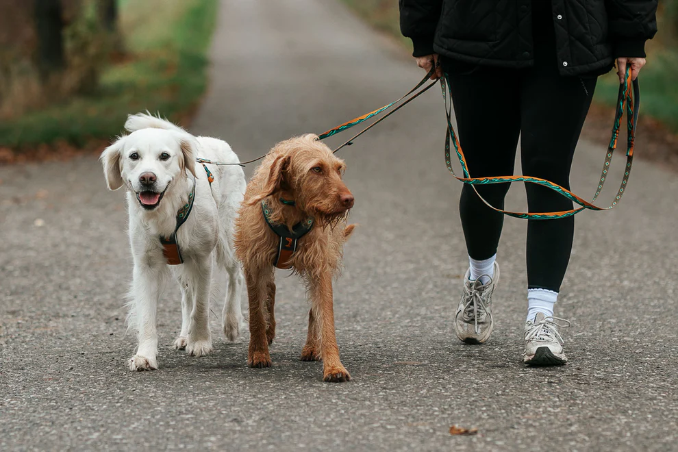 Non-Stop Dogwear Trail quest leash Rachel Pohl edition 15mm/2m teal/oak ...